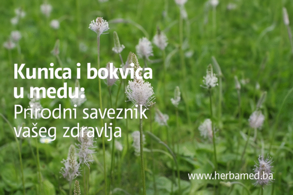 Kunica i bokvica u medu: Prirodni saveznik vašeg zdravlja – Herbamed